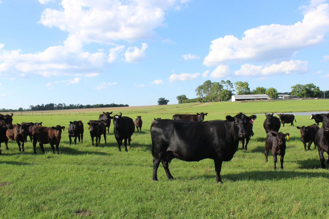 southerncutsprocessing – SouthernCutsProcessing